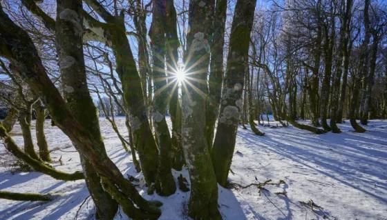 What Are Exploding Trees? The Science Behind This Phenomenon - NewsBreak