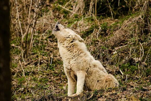 The Spiritual Power of the Wolf as Your Spirit Animal - NewsBreak