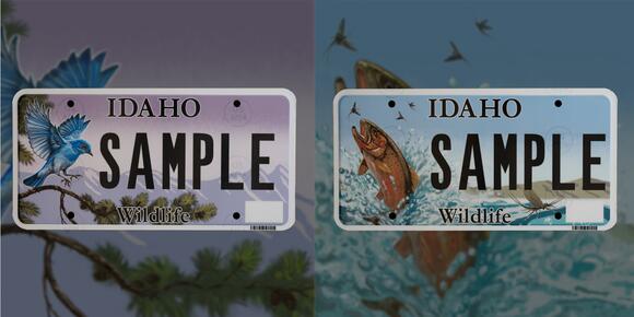 2024 Idaho Wildlife License Plate Redesign Contest winners announced