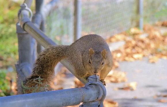 Squirrels in Portland Oregon: Every Species You’ll See - NewsBreak
