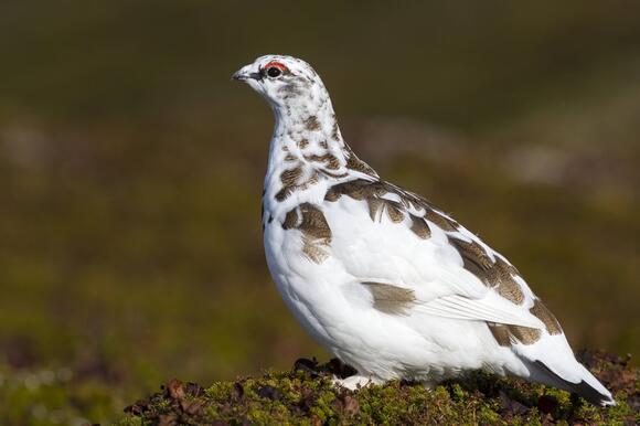 6 Animals That Can Change Color in Winter - NewsBreak