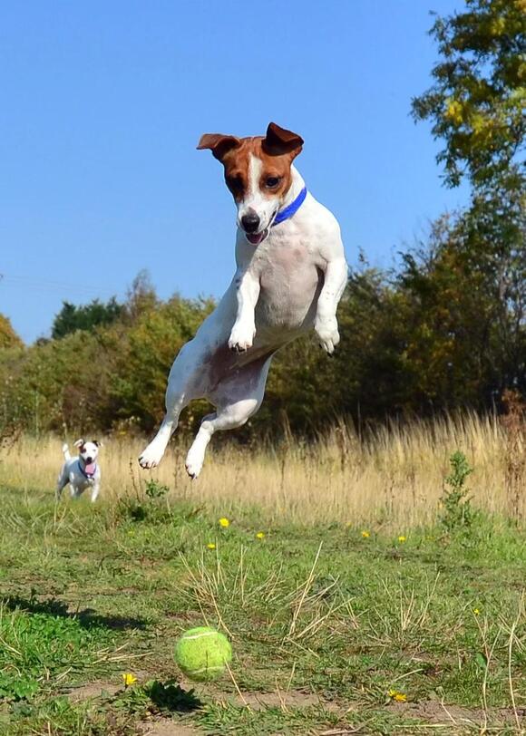 How a Jack Russell Terrier Zest Energizes Relentless Adventurers ...