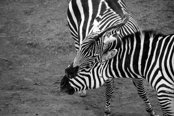 14 Signs Animals Experience Joy - NewsBreak
