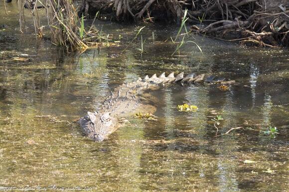 Can Crocodiles Climb Trees? (Spoiler: Yes, and Here’s Why) - NewsBreak