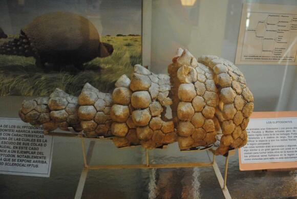 The Glyptodon Was a Giant Armadillo as Big as a Car - NewsBreak
