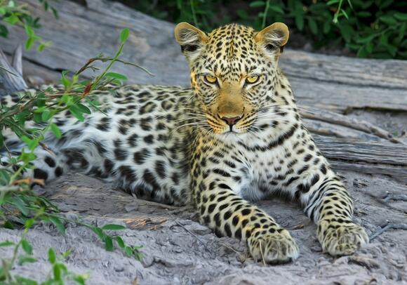 10 Big Cats With the Most Striking Fur Patterns - NewsBreak