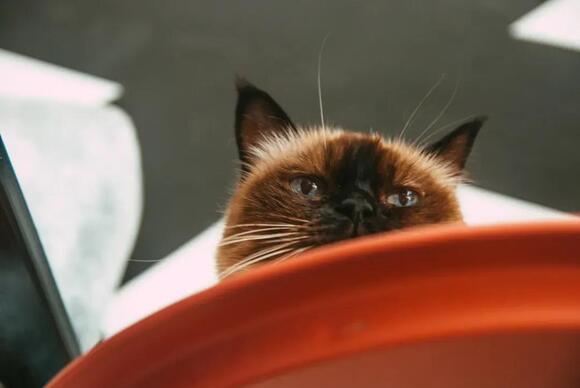 Decoding Your Cat’s Gaze: What Their Stares Really Mean for You - NewsBreak