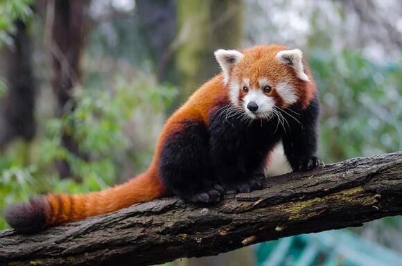 Top 10 Iconic Chinese Animals - NewsBreak