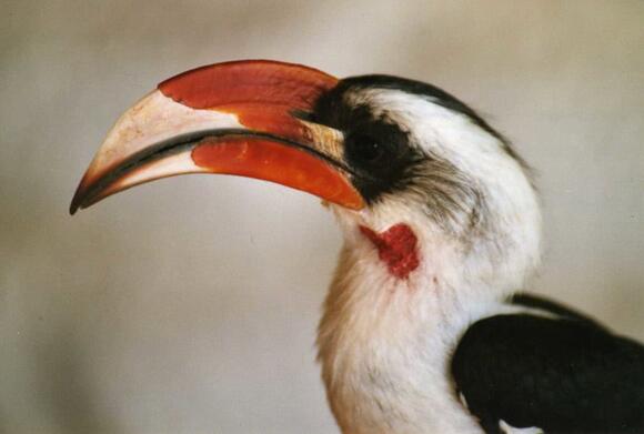 What Kind of Bird Is Zazu? The Real Story Behind the Character - NewsBreak