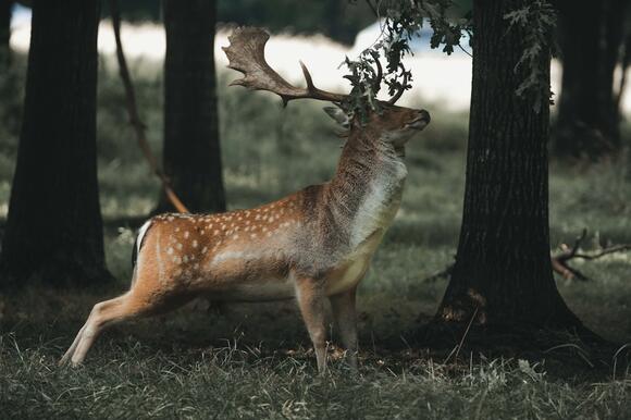 Which Zodiac Sign Embodies the Grace and Agility of the Deer? - NewsBreak