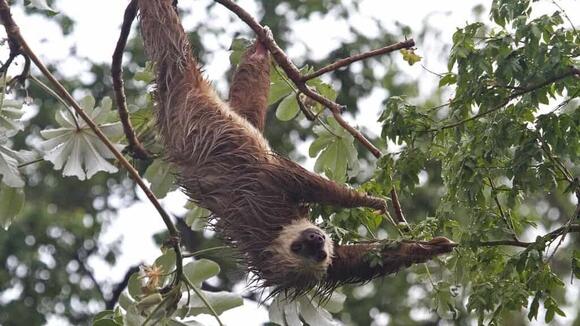 Best Global Destinations for Seeing Sloths in the Trees - NewsBreak
