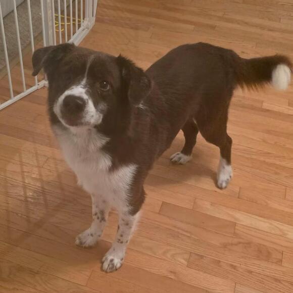 🐶 Playful, Loyal & Loving Dogs Ready for Adoption in Huntsville - NewsBreak