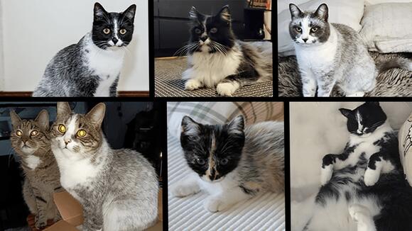 Striking “Salty Licorice” Cats Are The Result Of A Unique Mutation ...