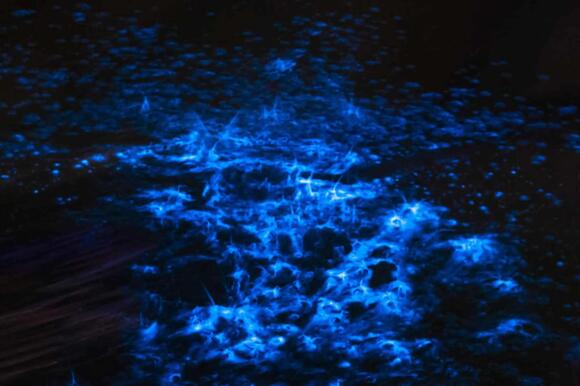The Deepest-Dwelling Sea Creatures Ever Discovered - NewsBreak