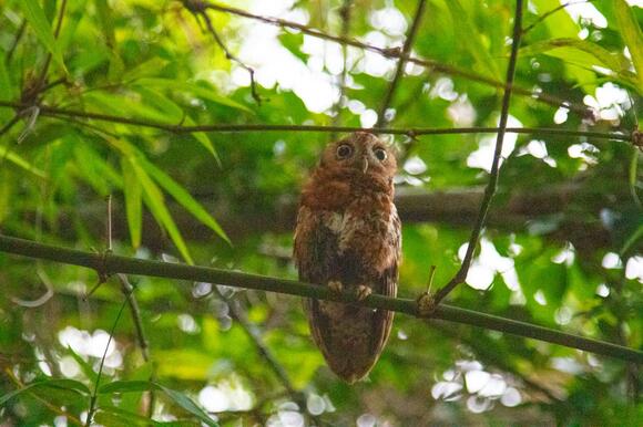 11 U.S. Owl Species and Where to Spot Them - NewsBreak