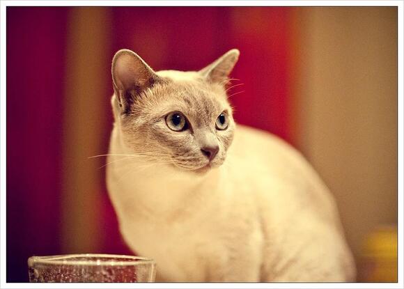 6 Breeds That Welcome Strangers (And 6 That Are Strictly One-Person ...