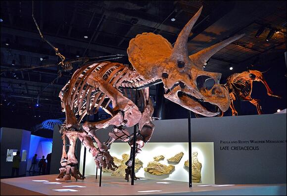 Houston’s Jurassic Stars: What to See at the Museum of Natural Science ...