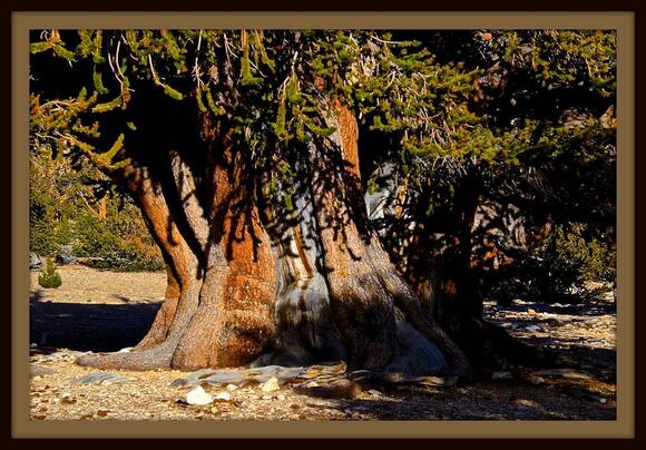 What Secrets Do Ancient Trees Hold? - NewsBreak