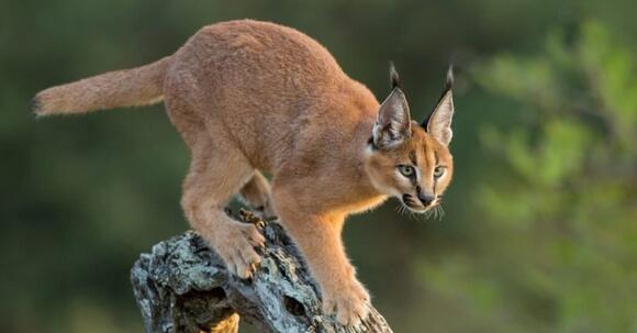 10 Incredible Caracal Facts - NewsBreak