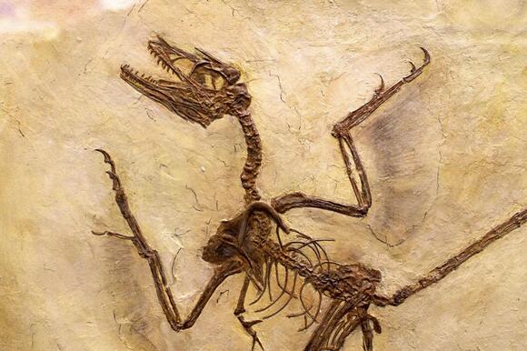 The Fossil That Was Preserved Mid-Bite: A Prehistoric Moment Frozen in ...