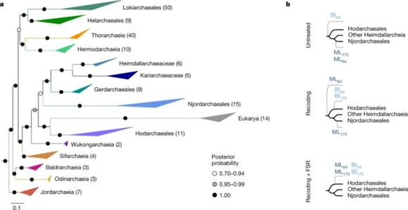Researchers identify common ancestor of complex life on Earth—'Asgard ...