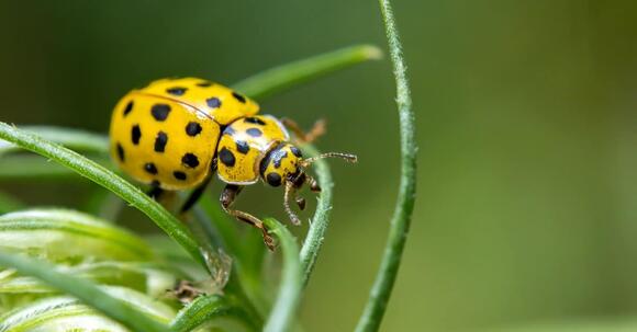 10 Different Colors Of Ladybugs (Rarest to Most Common) - NewsBreak