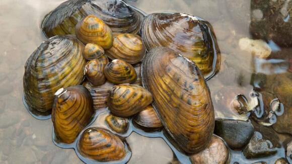 Saving the Endangered Freshwater Mussels of the Mississippi - NewsBreak