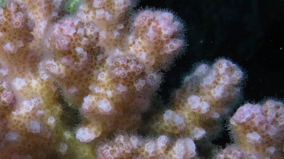How Coral Polyps Work Together as One Super-Organism - NewsBreak
