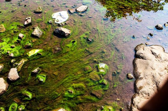 How Scientists Are Turning Algae Into Biodegradable Plastic - NewsBreak