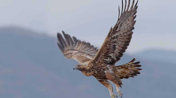 9 Things That Keep an Eagle Pair Together — And 3 That Break Them Apart ...