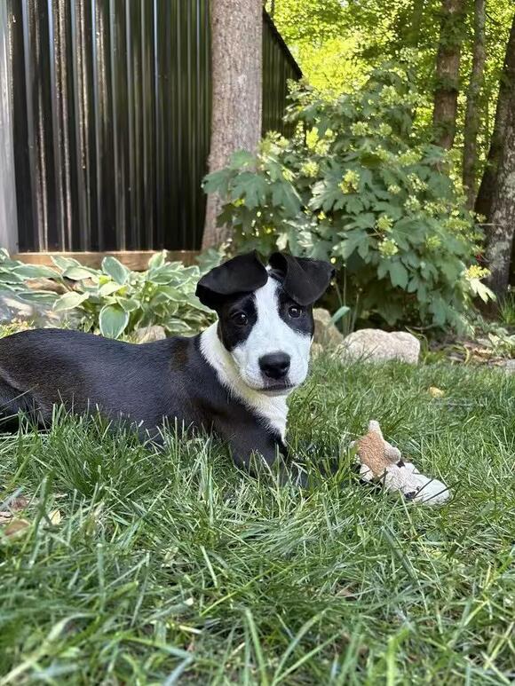 🐶 Playful, Gentle & Loyal Dogs Ready for Adoption in Mooresville ...