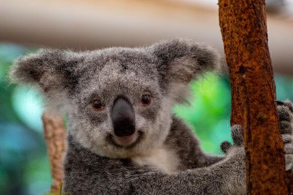 The Brain of a Koala: Fascinating Facts for International Wild Koala ...