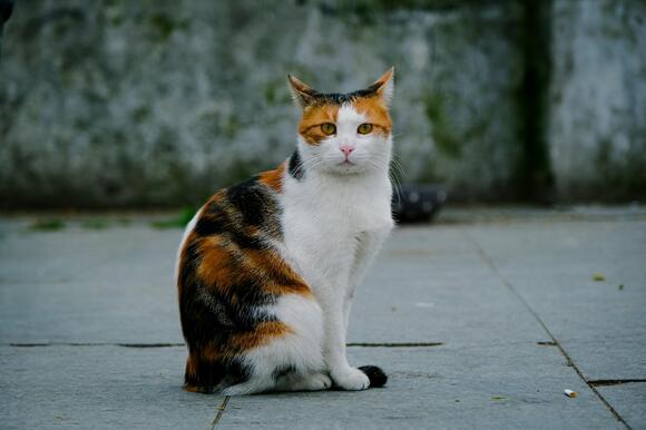 10 Cat Breeds That Are Surprisingly Resilient in New Environments ...