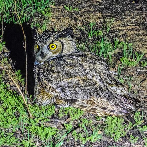 CHP Officer rescues owl trapped in car grille on Hwy 99 - NewsBreak