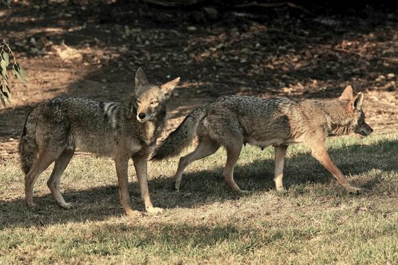 Texas Pets at Risk as Coyotes Move In During Cold Weather - NewsBreak