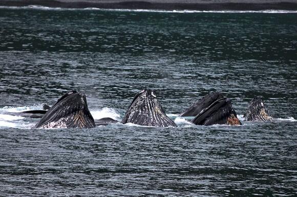 How Humpback Whales Create Bubble-Nets to Catch Fish - NewsBreak