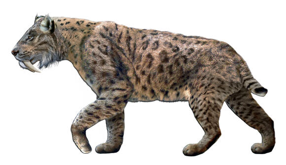 Pseudaelurus: The Evolutionary Link Across Continents - NewsBreak