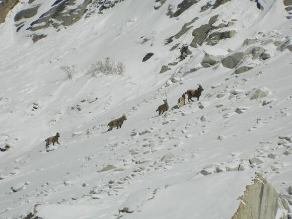 Why Snow Leopards Are Appearing in Places They Haven’t Been Seen for ...