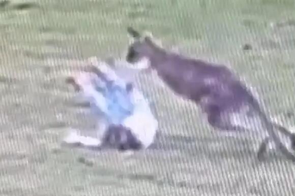 Kangaroo attacks Australian toddler in wild video
