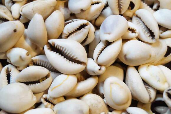 Discover 5 Types of Sea Animals With Shells (and Why They Have Them ...