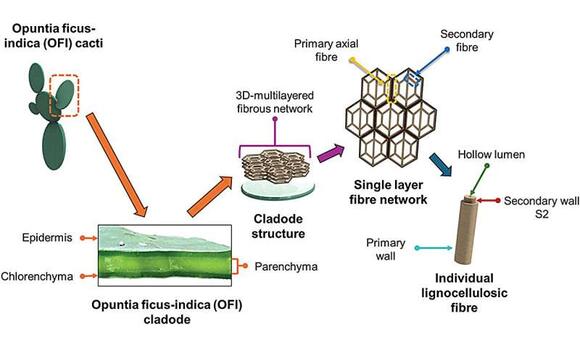 Prickly pear cacti show promise as the building materials of tomorrow ...