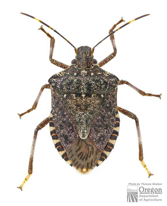 Watch Out for These 10 Invasive Insects Spreading Across Oregon - NewsBreak