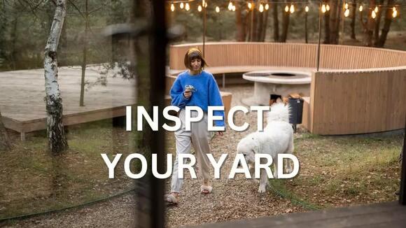 Texas Cold Snap Brings Bold Coyotes: Protect Your Pets Now - NewsBreak