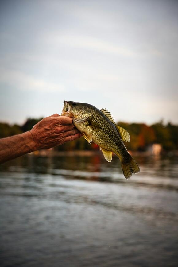 15 Most Beautiful Fish Found in American Lakes - NewsBreak
