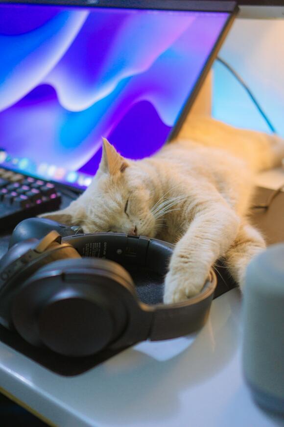 10 Iconic Album Covers That Featured Cats - NewsBreak