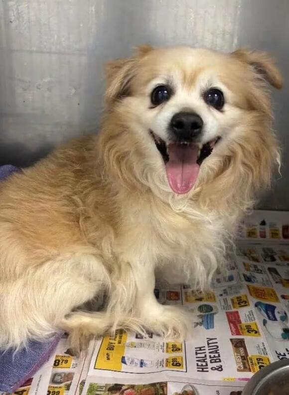🐶 Playful, Loyal & Loving Dogs Ready for Adoption in Hillsborough ...