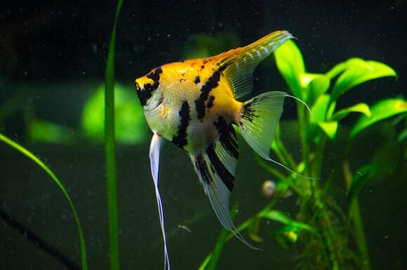 12 Remarkable Pet Fish With the Longest Lifespans - NewsBreak