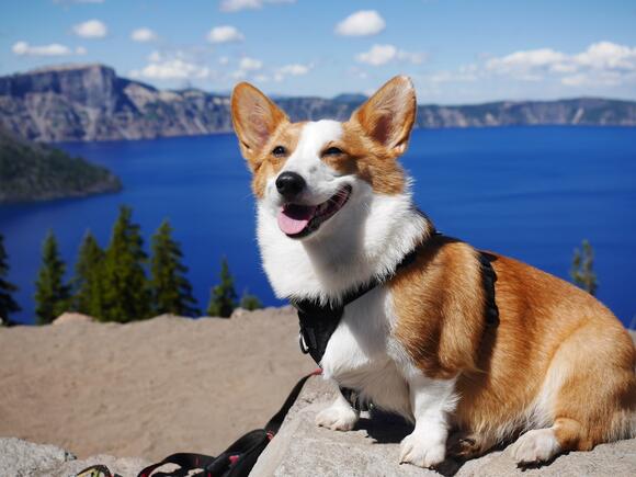 Why Corgis Have Short Legs and Big Personalities: The Science of Dwarf ...