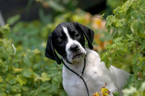 English Pointer Progression: Growth Chart, Milestones, and Training ...