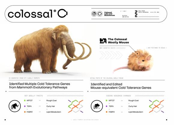 Colossal Creates “Woolly Mouse” In Step Towards De-Extincting The ...